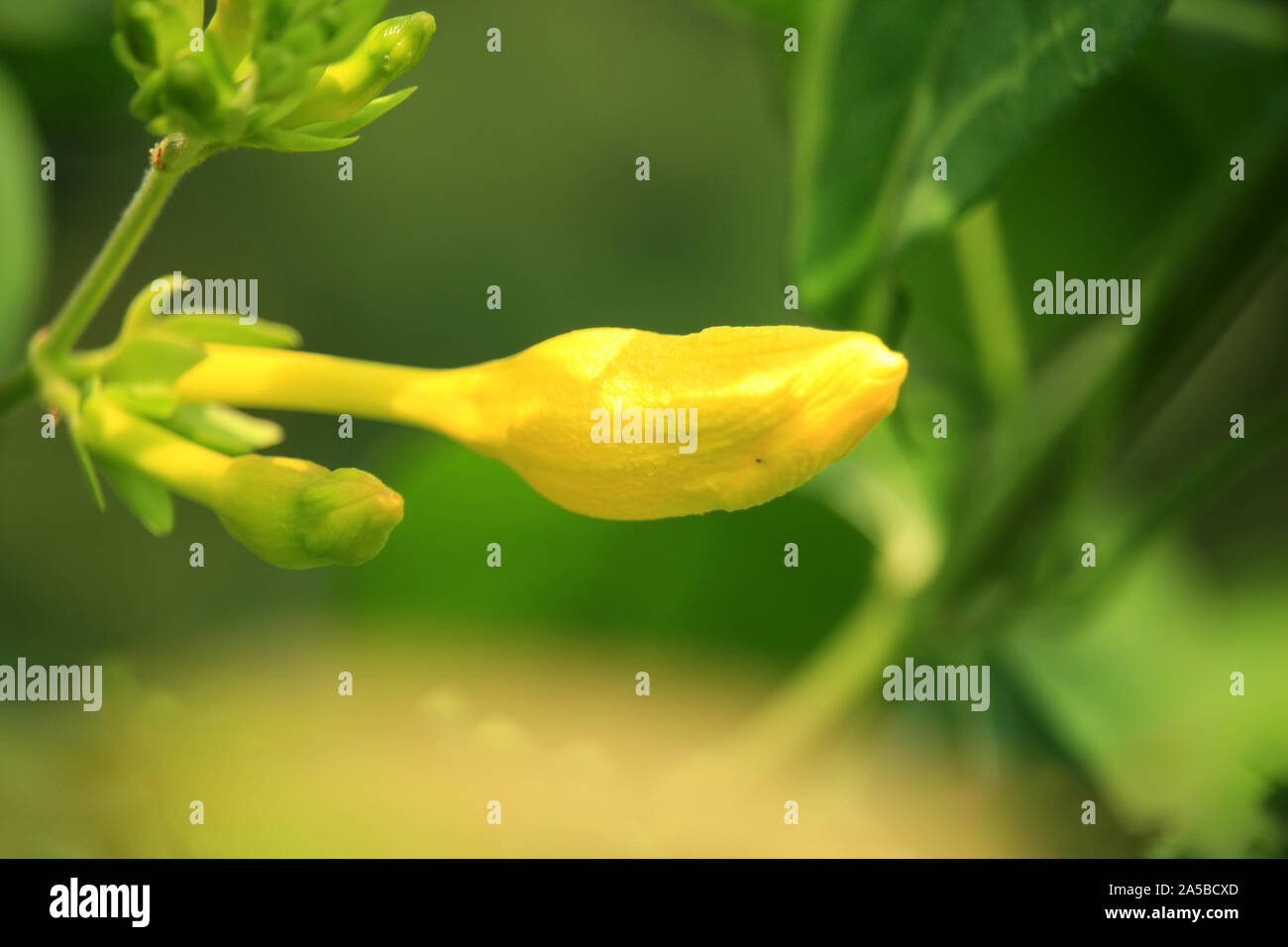 Bud of yellow flower hi-res stock photography and images - Alamy