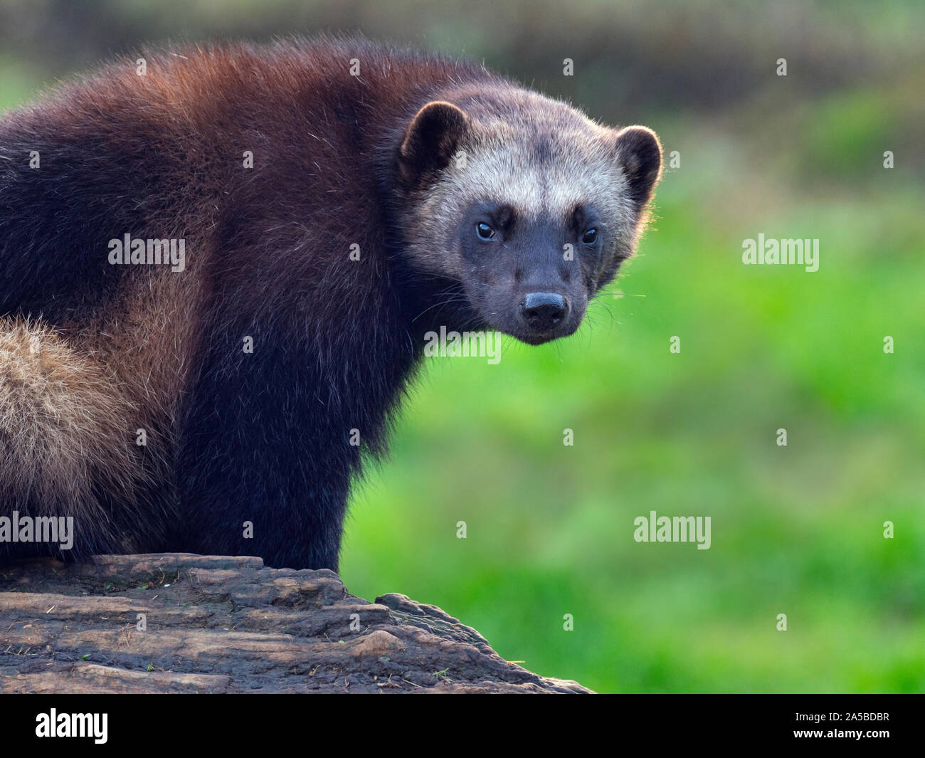Wolverine Gulo gulo Captive Stock Photo - Alamy