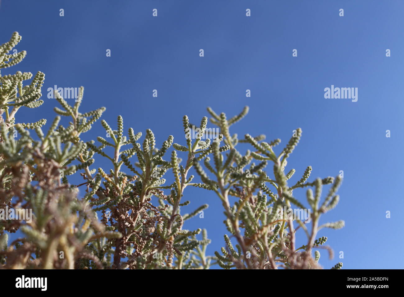 Good smells hi-res stock photography and images - Alamy