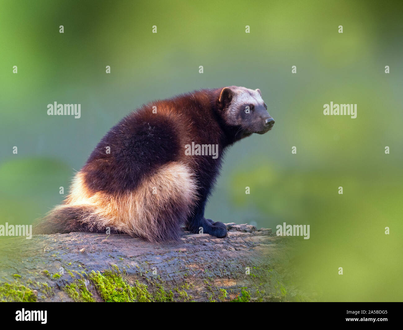 Skunk teeth hi-res stock photography and images - Alamy