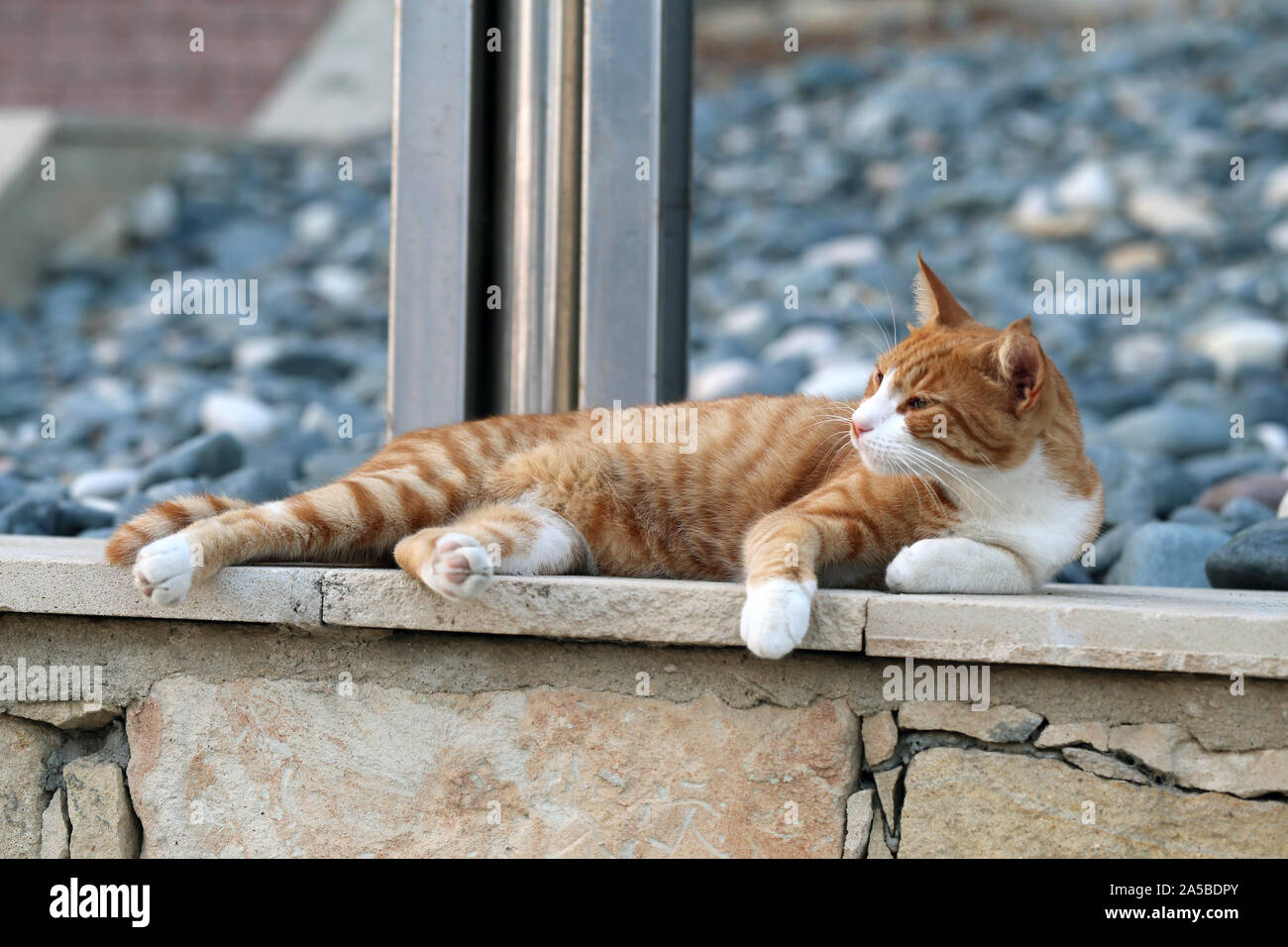Cute wild cat photographed in the island of Cyprus. Fluffy, furry ...