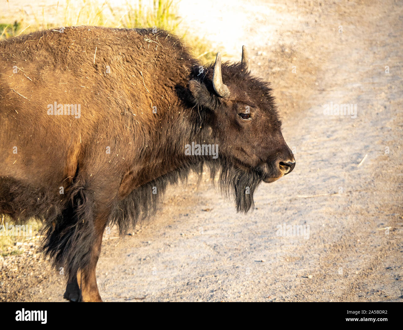 American Bison in grasslands at sunset Stock Photo - Alamy