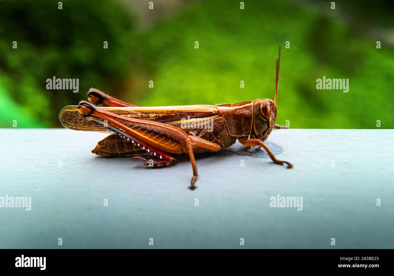 Extreme close up of huge colorful bright bronze, yellow and red ...