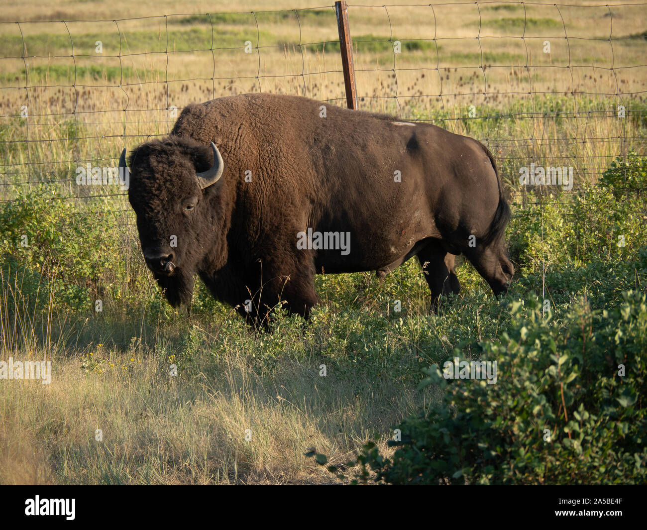 North american bison roaming hi-res stock photography and images - Alamy