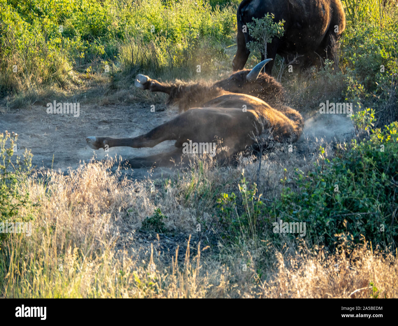 Bison (buffalo) rolling in dust at sunset Stock Photo - Alamy