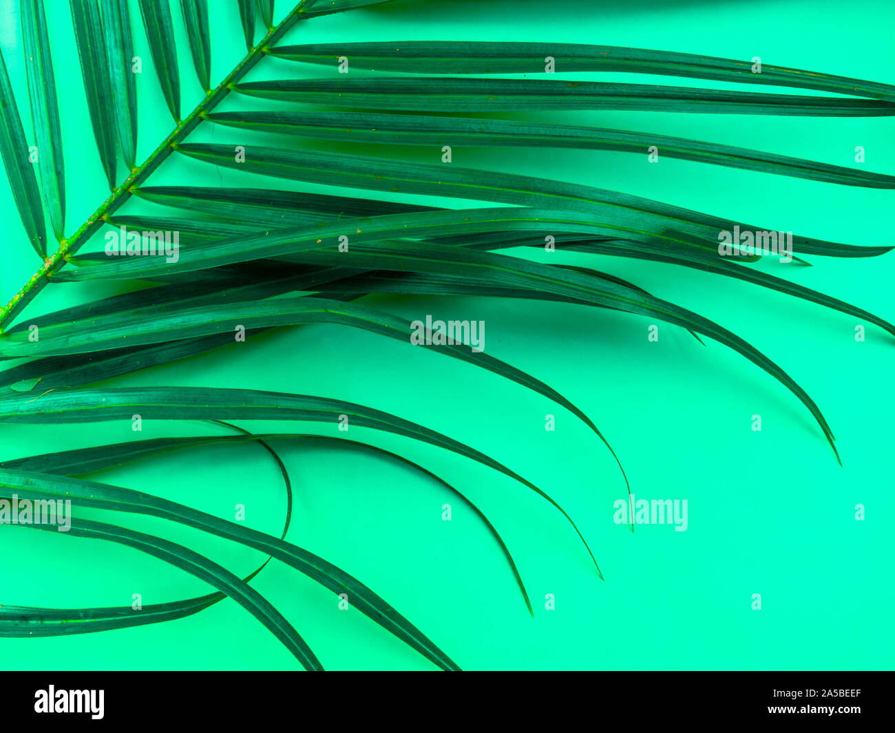 tropical palm leaves on a trendy mint color. Background for travel ...