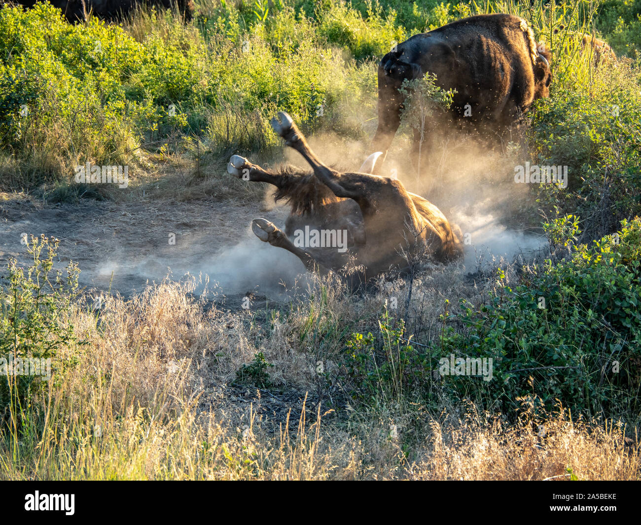 Bison rolling in dirt hi-res stock photography and images - Alamy