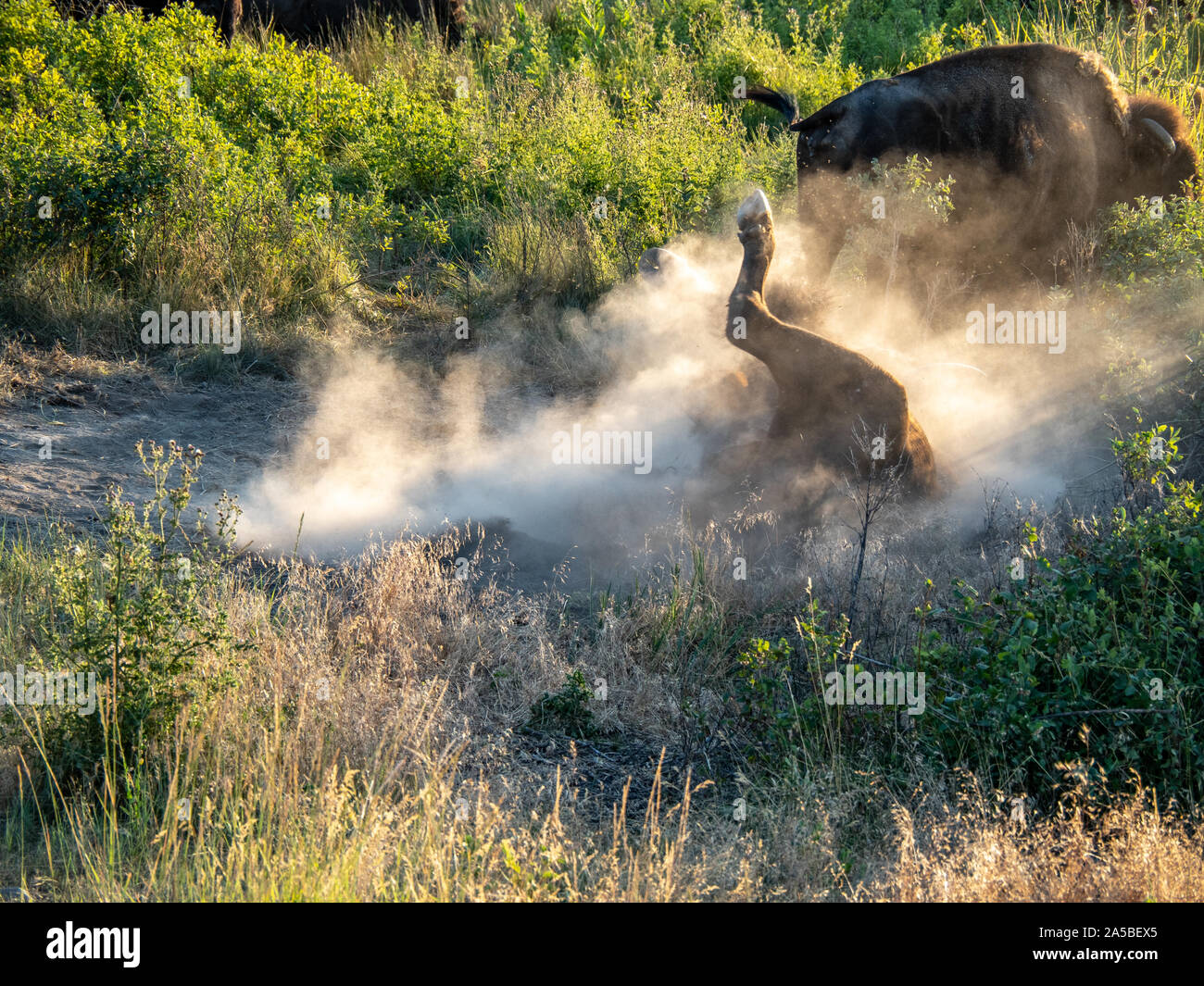 Bison rolling in dirt hi-res stock photography and images - Alamy
