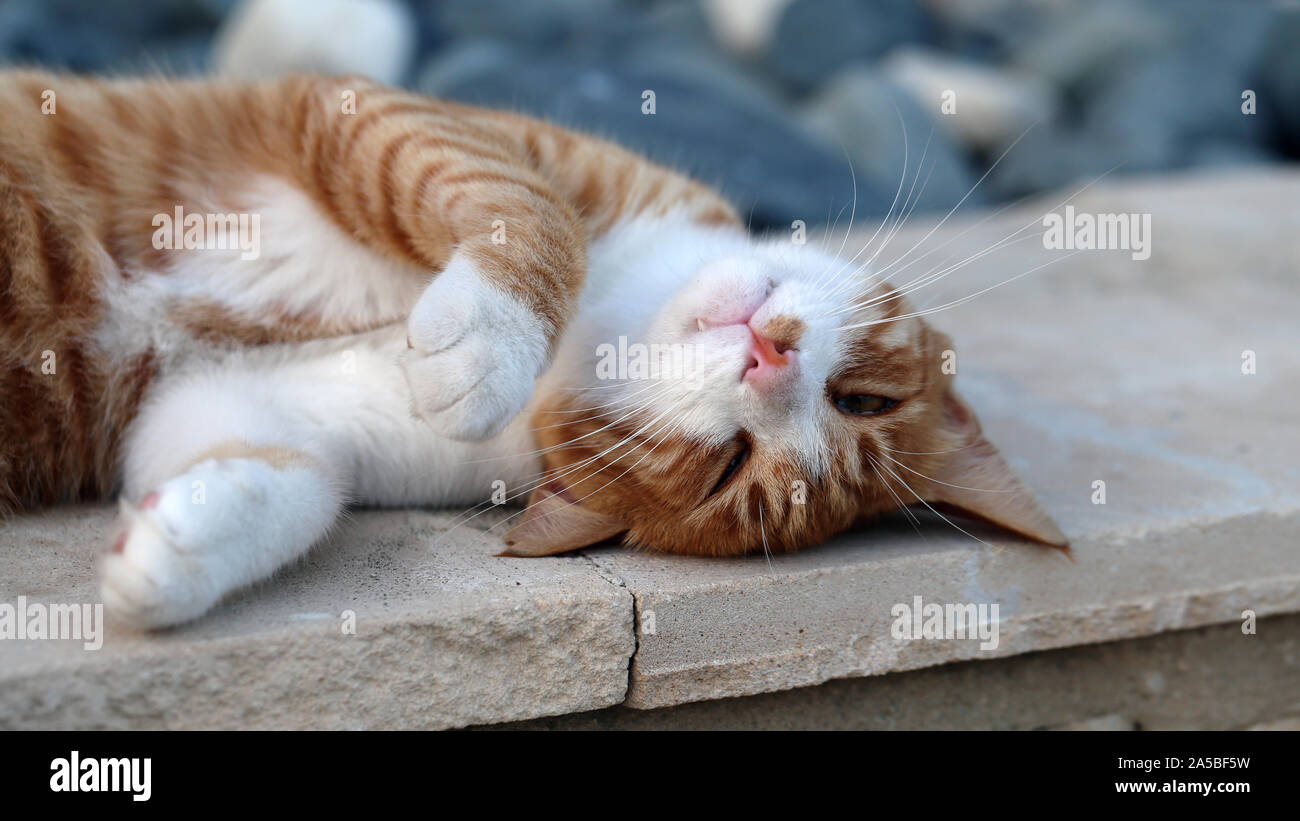 Cute wild cat photographed in the island of Cyprus. Fluffy, furry ...