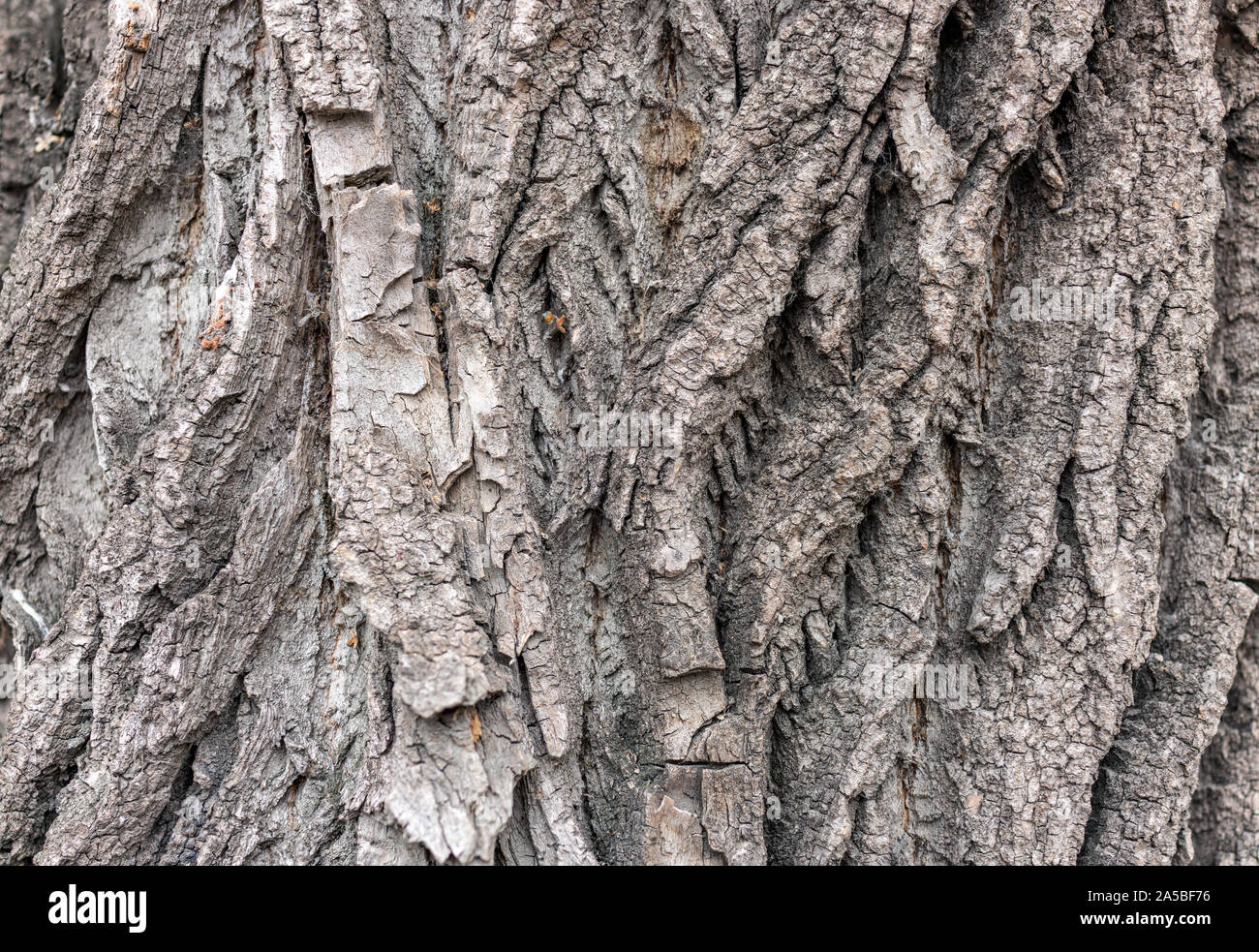 The bark of an old tree. Larch bark.. Detailed bark texture Stock Photo ...