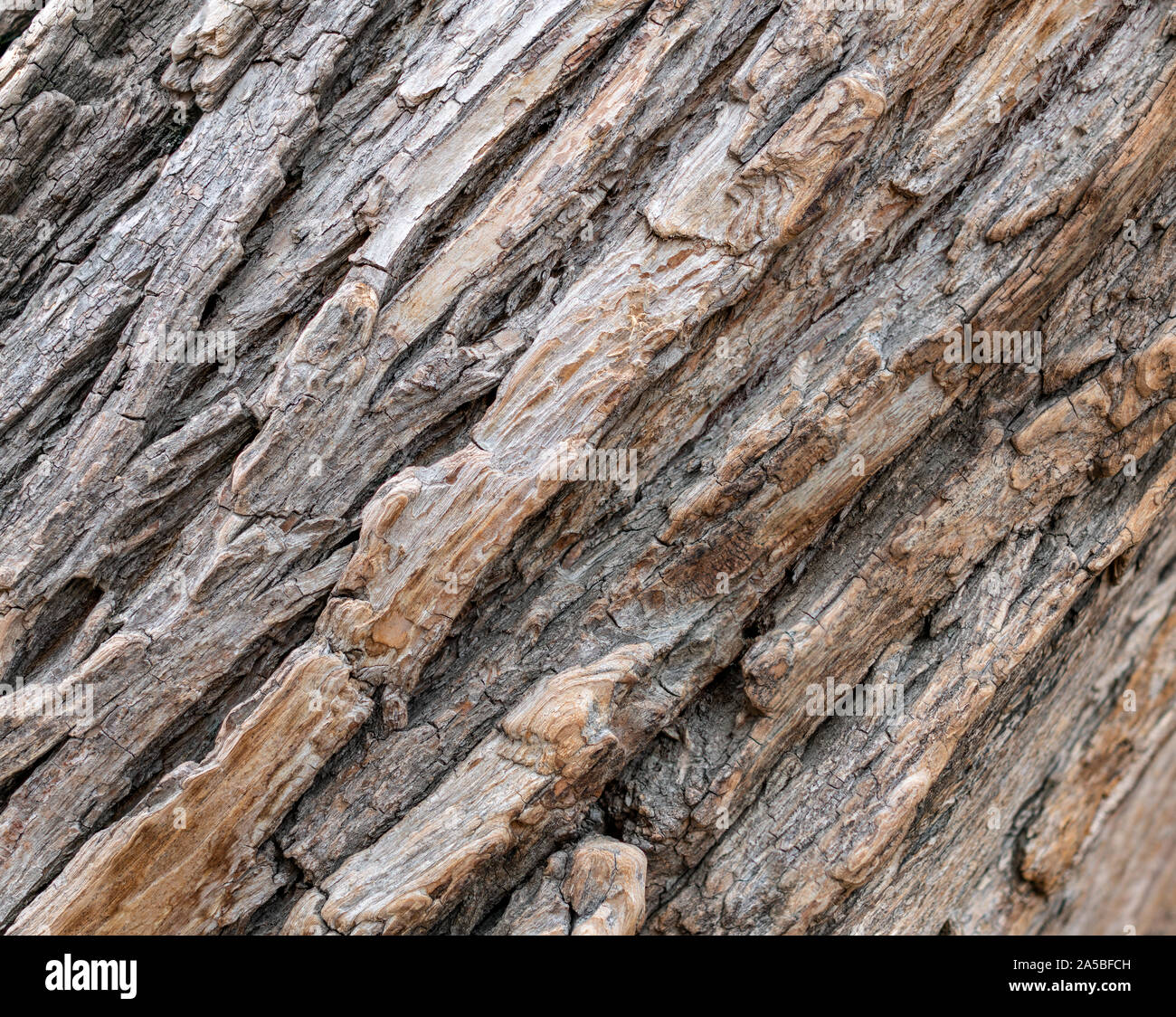 The bark of an old tree. Larch bark.. Detailed bark texture Stock Photo ...