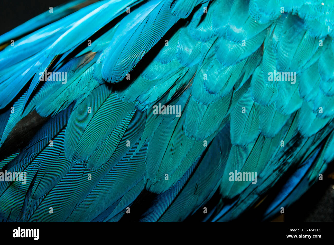 Wings texture hi-res stock photography and images - Alamy