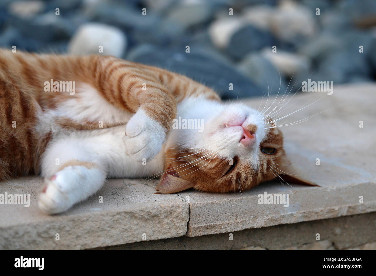 Cute wild cat photographed in the island of Cyprus. Fluffy, furry ...