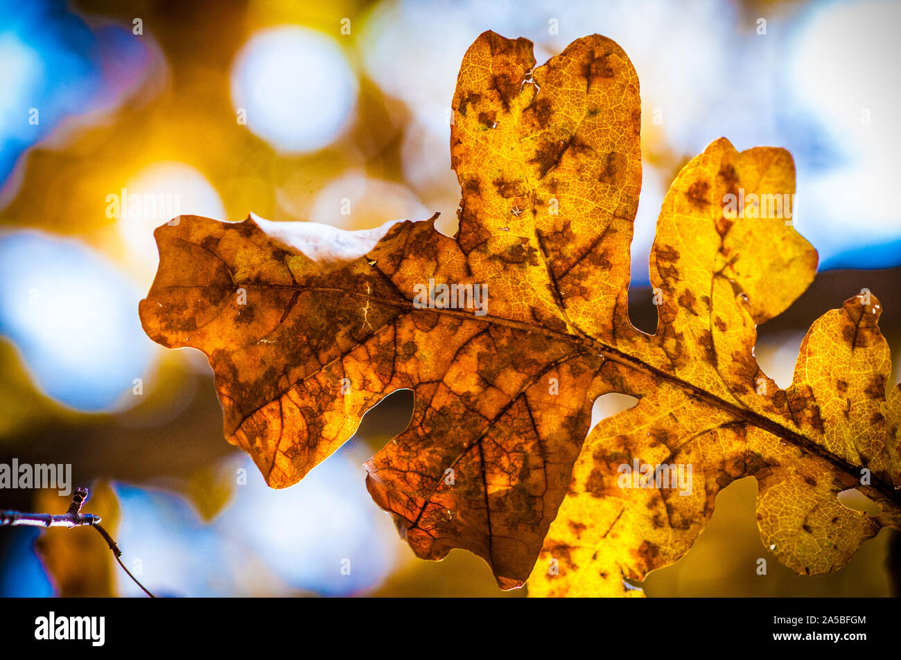dying leaf with a blurry smooth background Stock Photo - Alamy