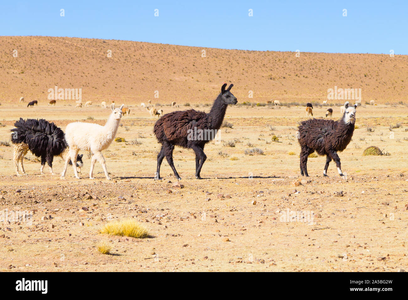 Bolivian llama breeding on Andean plateau,Bolivia Stock Photo - Alamy