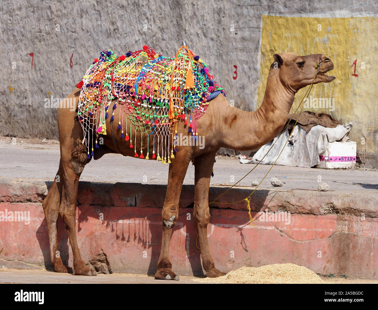 Camel in jaipur hi-res stock photography and images - Alamy