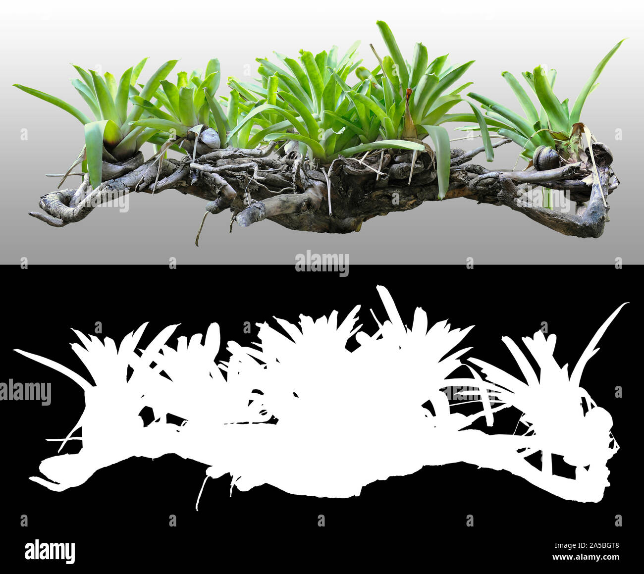 Tree with roots cutout hi-res stock photography and images - Alamy