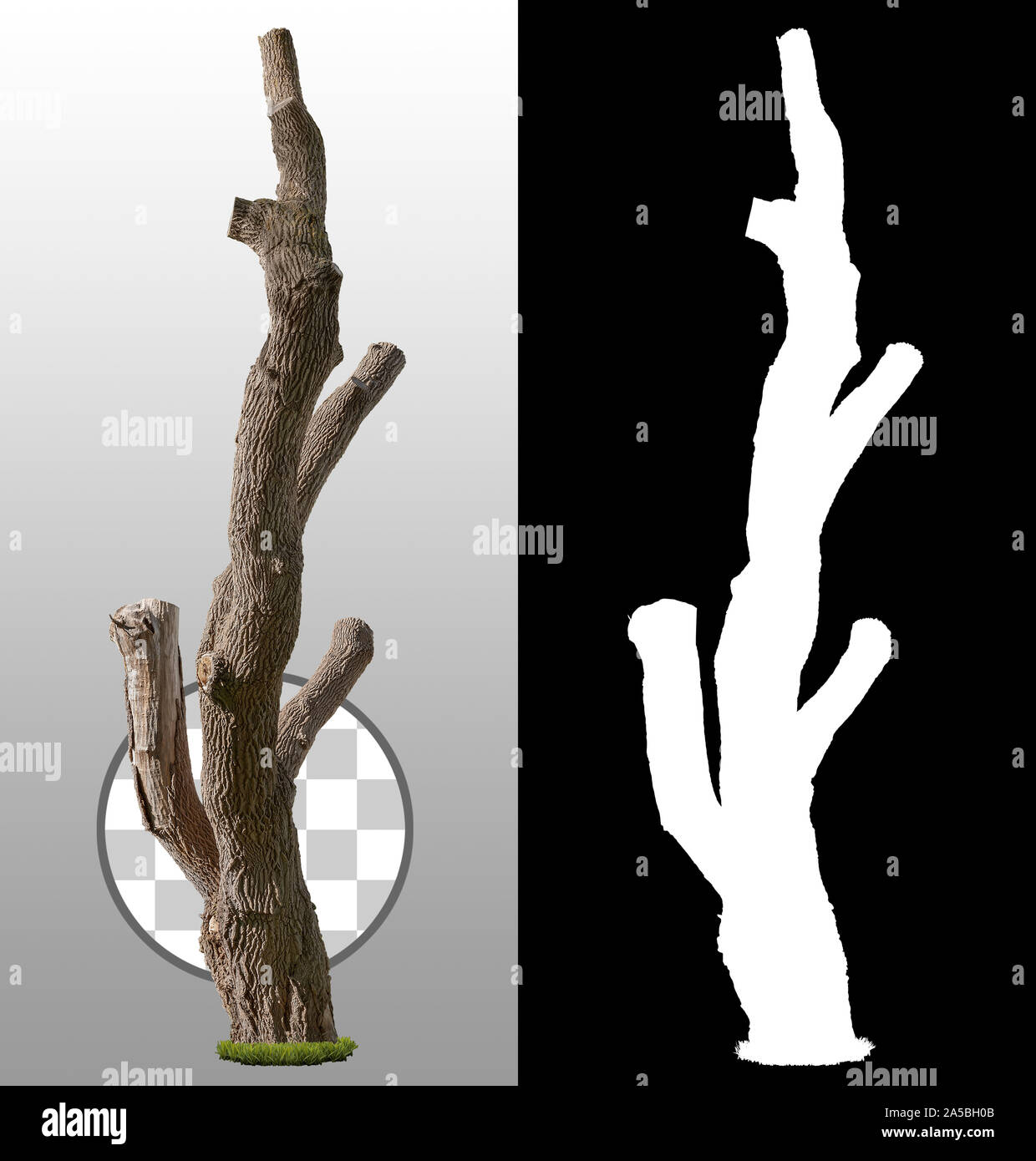 Cut out tree trunk. Pruned tree isolated on transparent background. Bare tree without branches ...