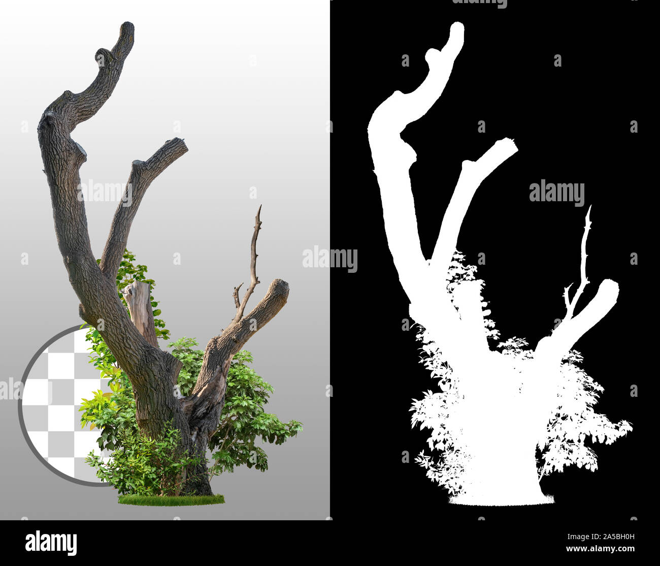 Cut out tree trunk surrounded by green foliage. Pruned tree isolated on transparent background ...