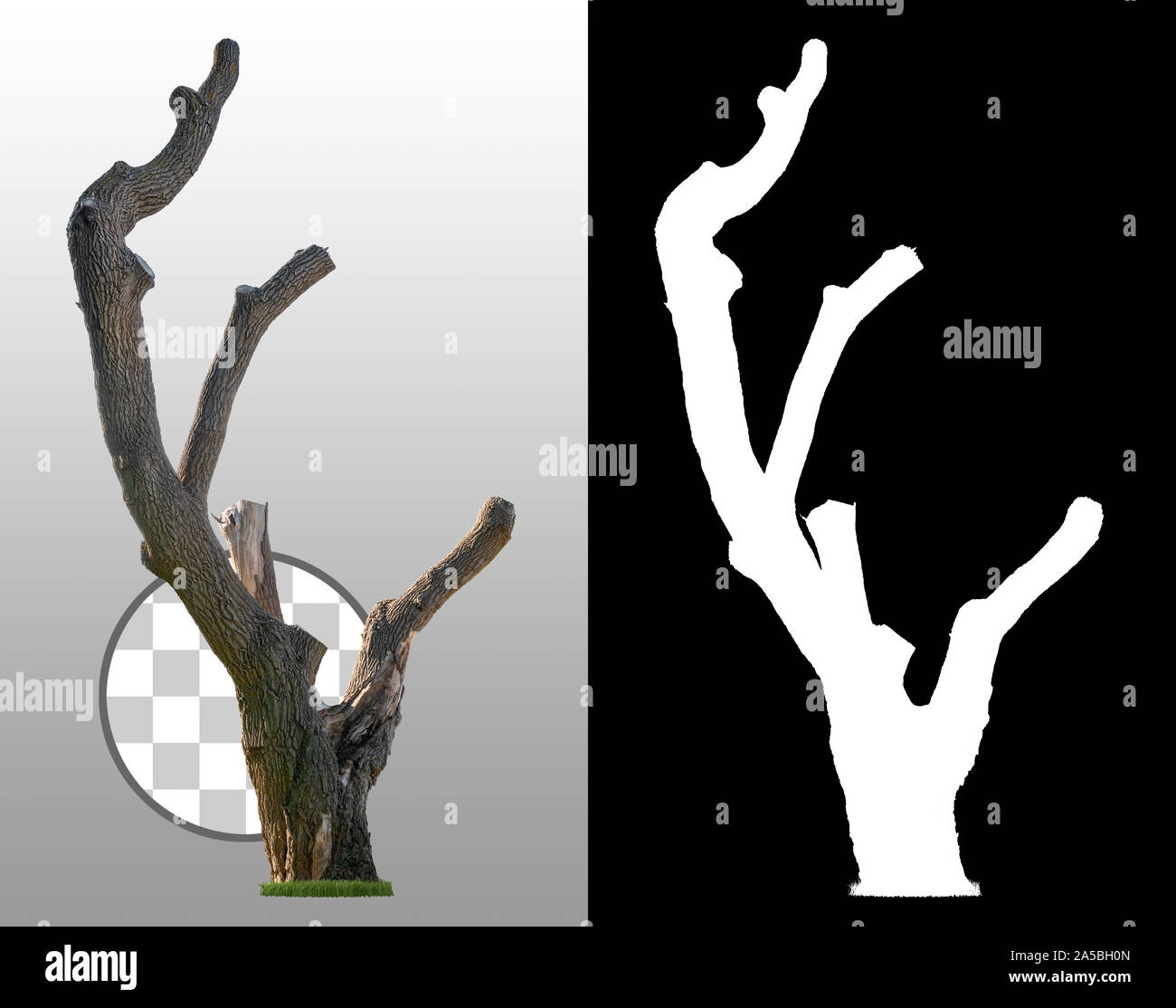 Cut out tree trunk. Pruned tree isolated on transparent background ...