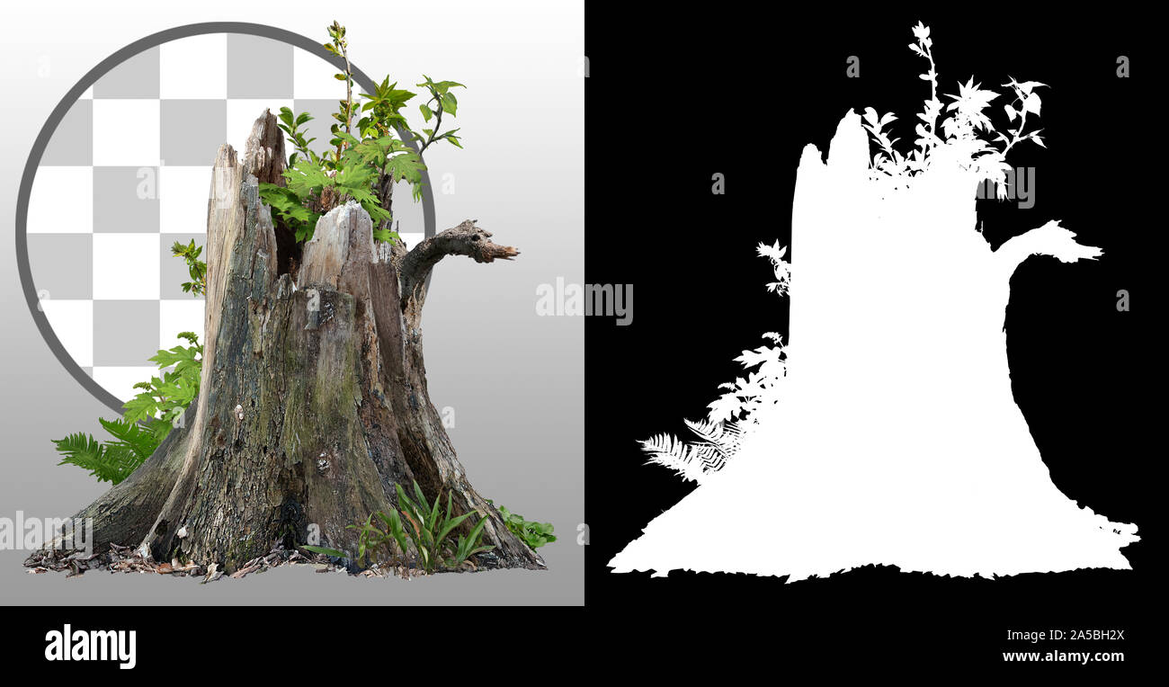 Cut out tree stump. Old tree stub surrounded by green foliage. Dead tree isolated on transparent ...