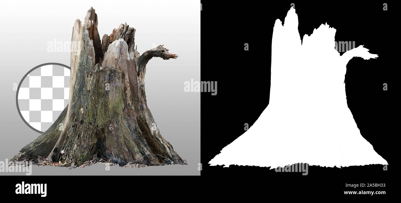 Cut out tree stump. Old tree stub isolated on transparent background. Dead tree. High quality ...