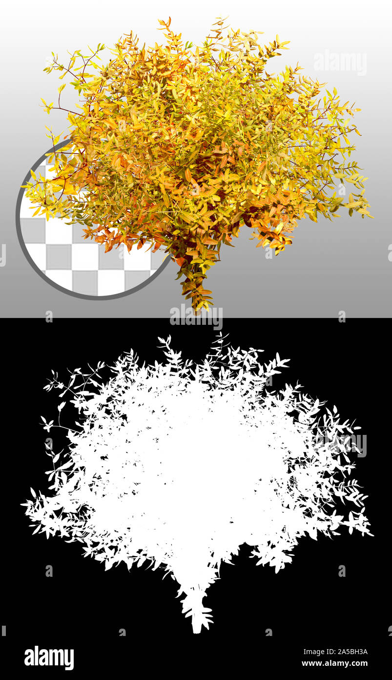 Cut out yellow foliage. Colorful bush in fall isolated on transparent ...