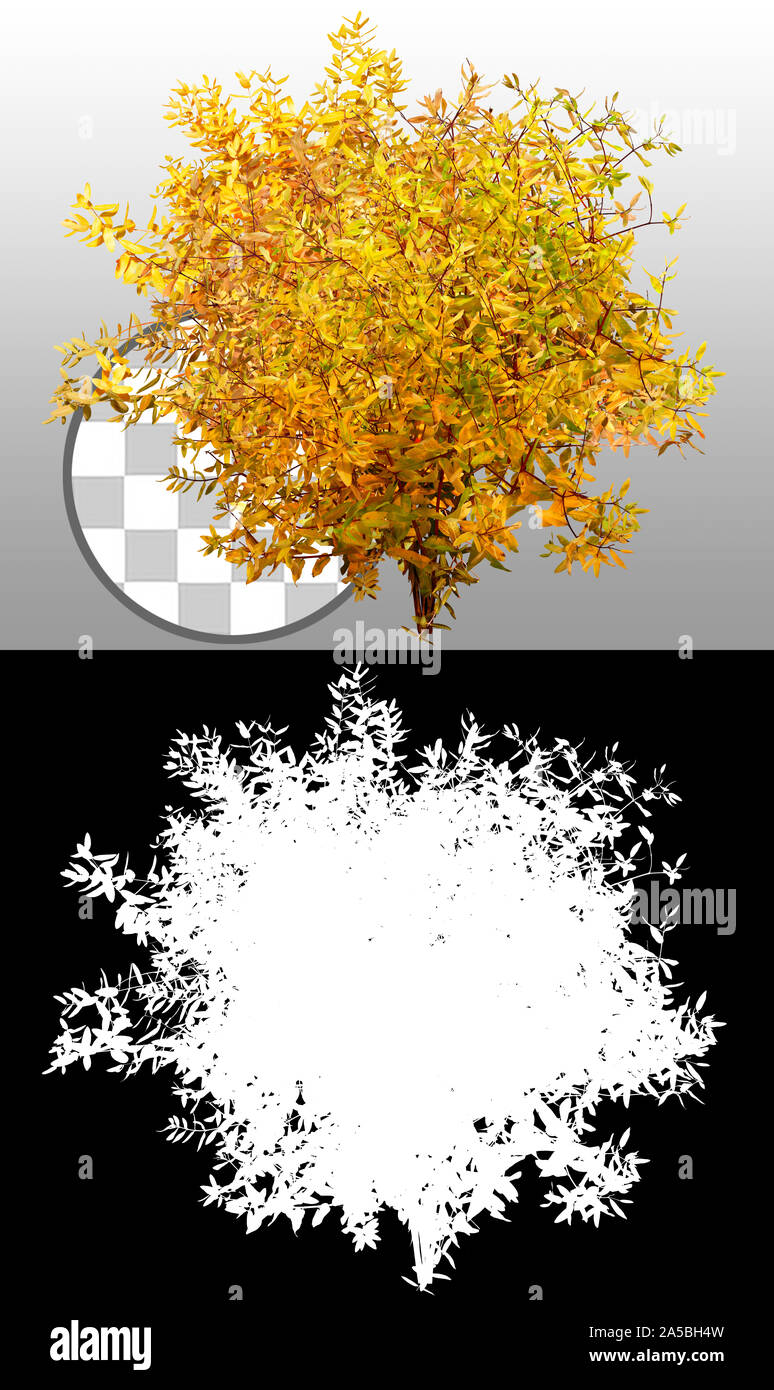 Cut out yellow foliage. Colorful bush in fall isolated on transparent ...