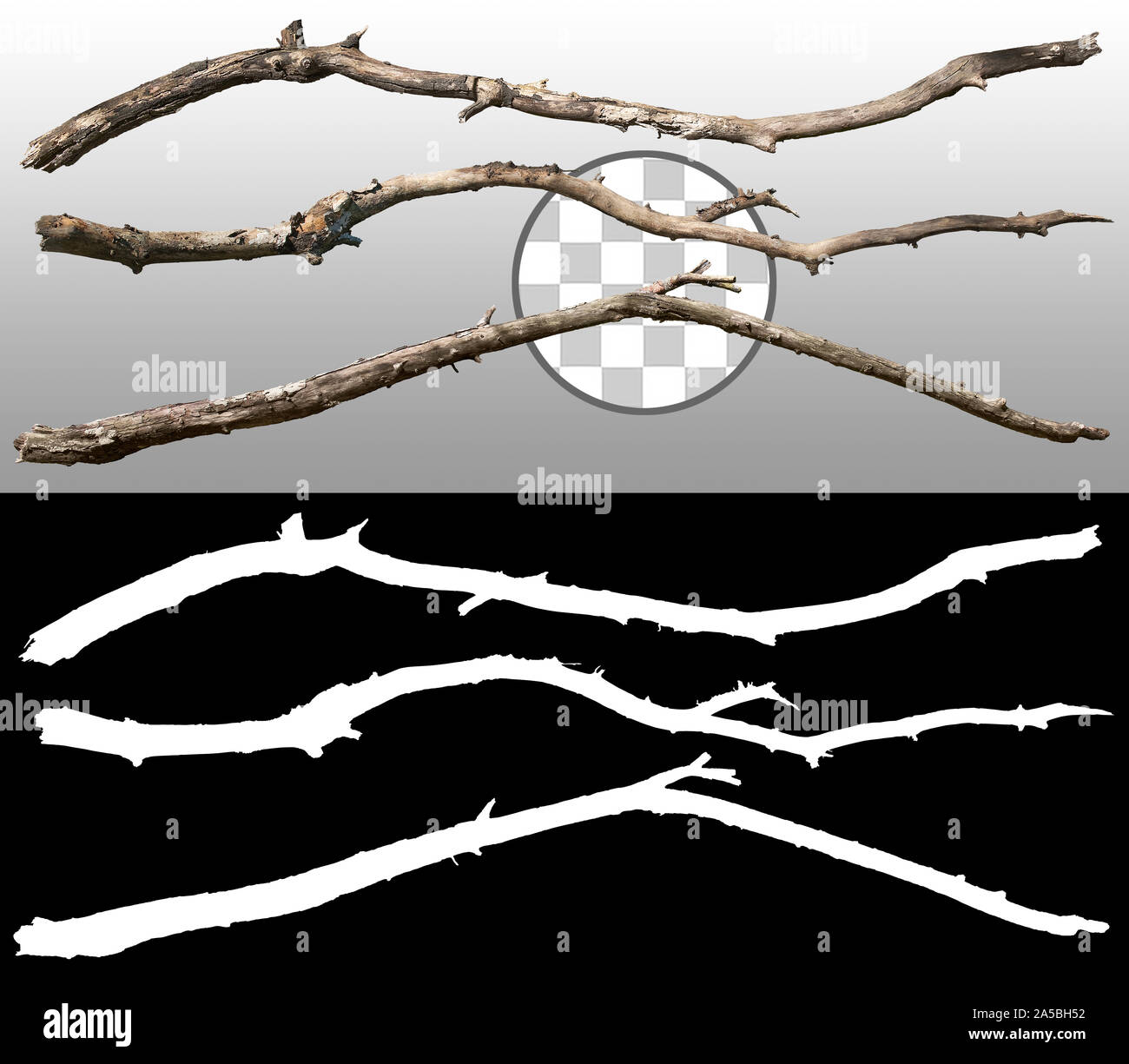 Cut out dead branches. Dry tree branch isolated on transparent ...