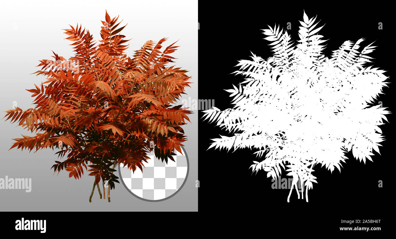 Red plant in fall. Cut out foliage. Bush isolated on transparent ...
