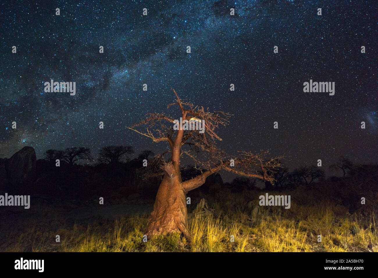 Small baobab tree and milkyway Stock Photo - Alamy