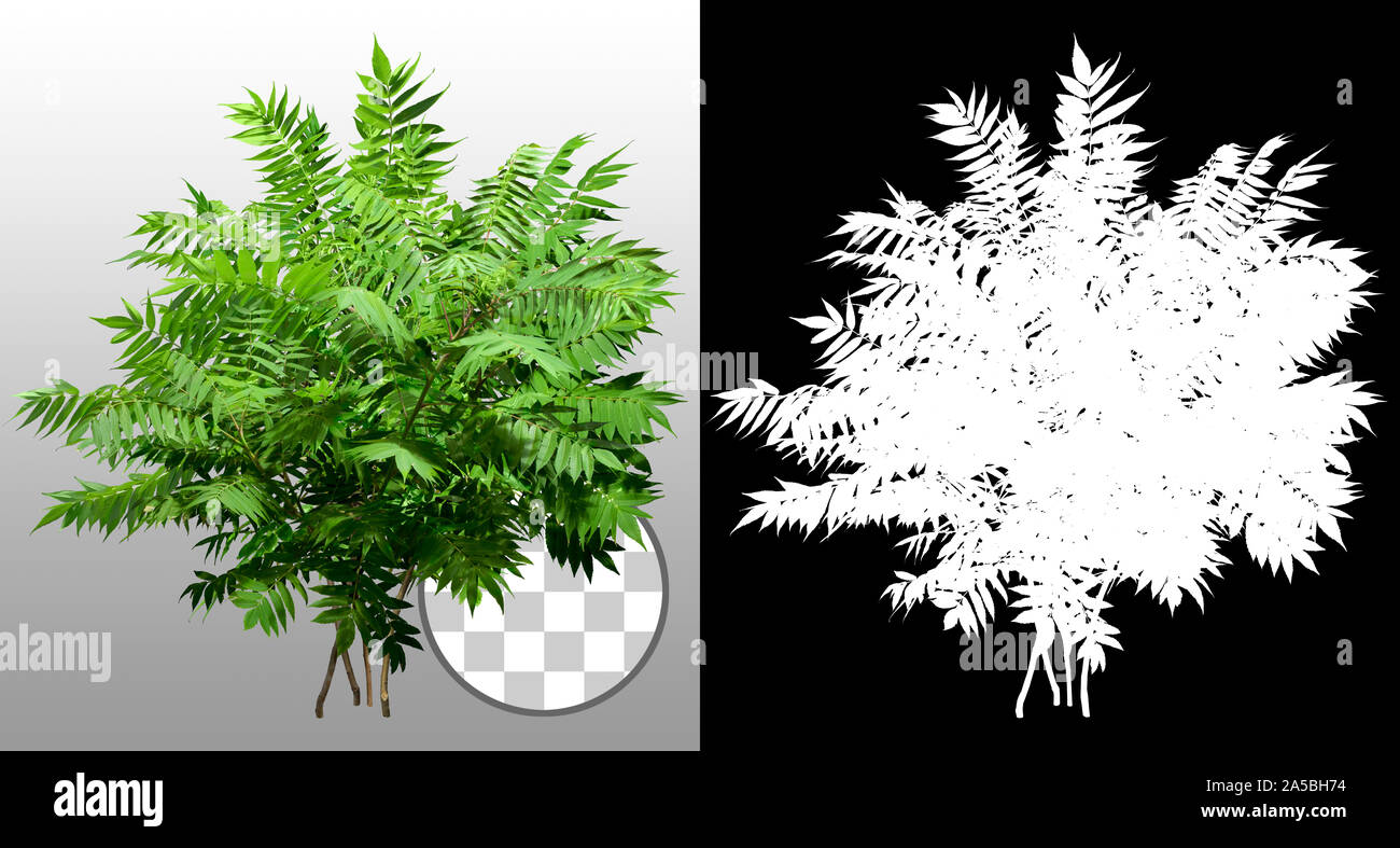 Green plant. Cut out foliage. Bush isolated on transparent background ...