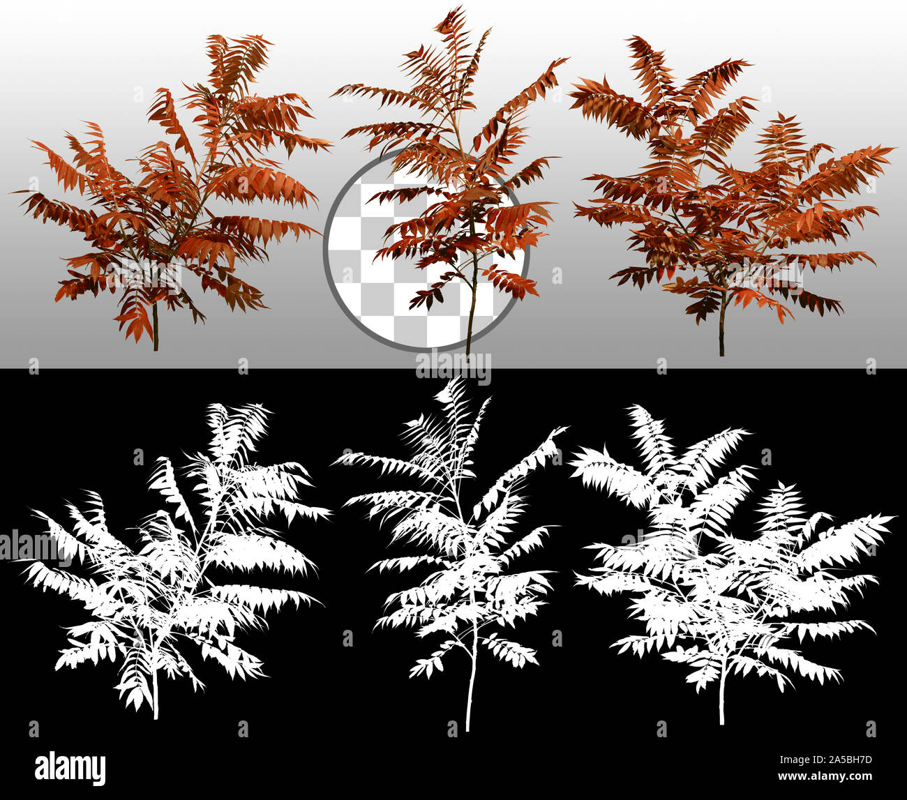 Red plant in fall. Cut out foliage. Bush isolated on transparent ...