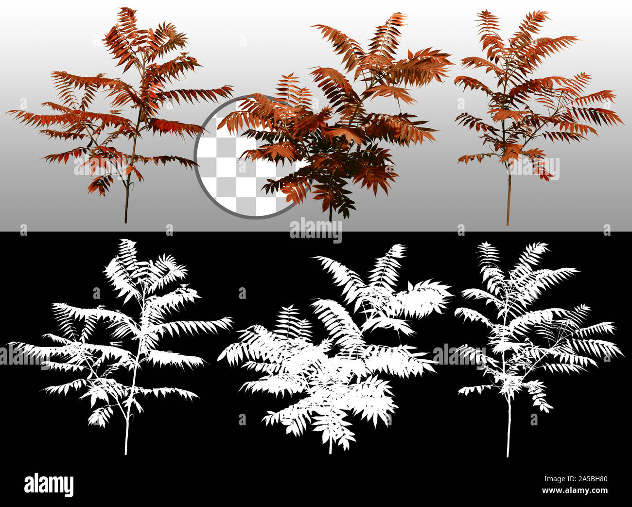 Red plant in fall. Cut out foliage. Bush isolated on transparent ...