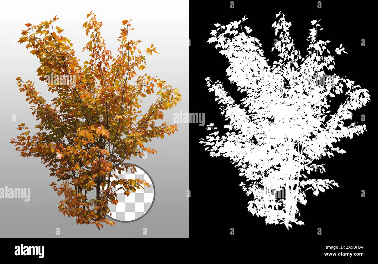 Maple shrub in fall. Cut out foliage. Bush isolated on transparent ...