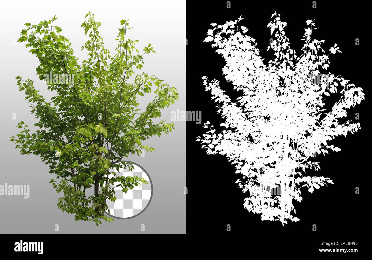 Maple shrub. Cut out foliage. Bush isolated on transparent background ...
