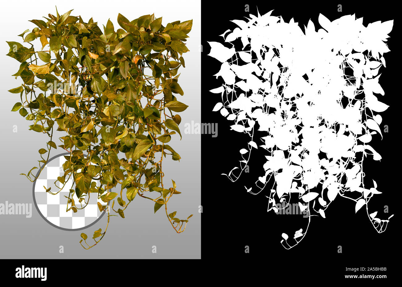 Ivy with lush foliage. Climbing plant in autumn isolated on transparent ...