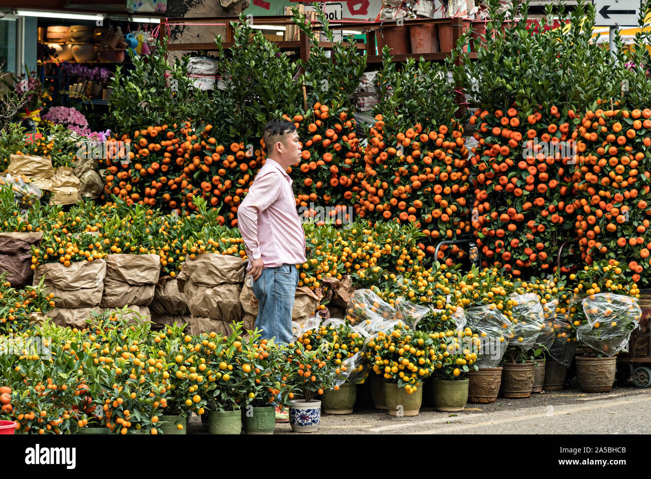 Miniature chinese mandarin orange trees hi-res stock photography and ...