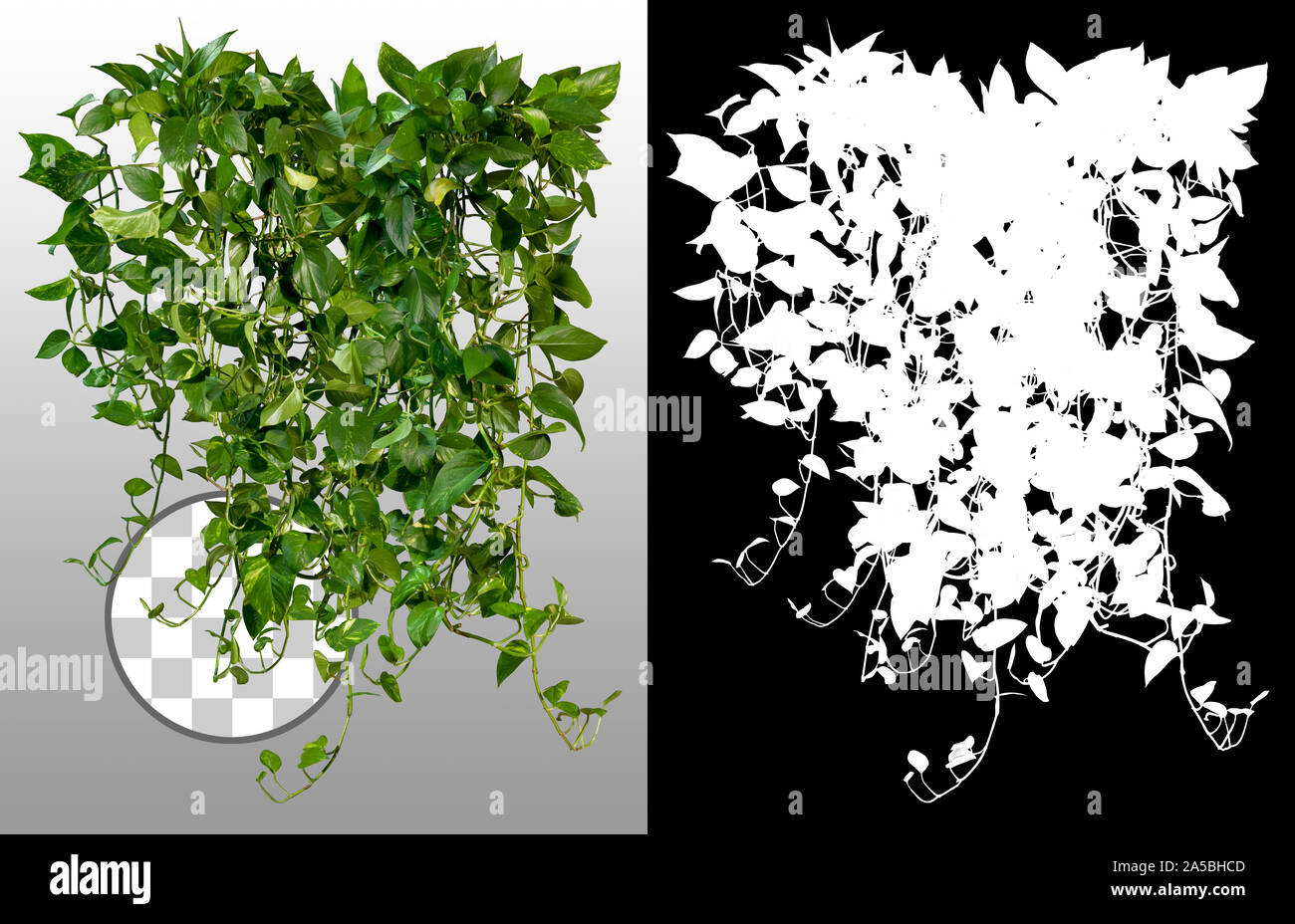 Ivy with lush green foliage. Climbing plant in summer isolated on ...