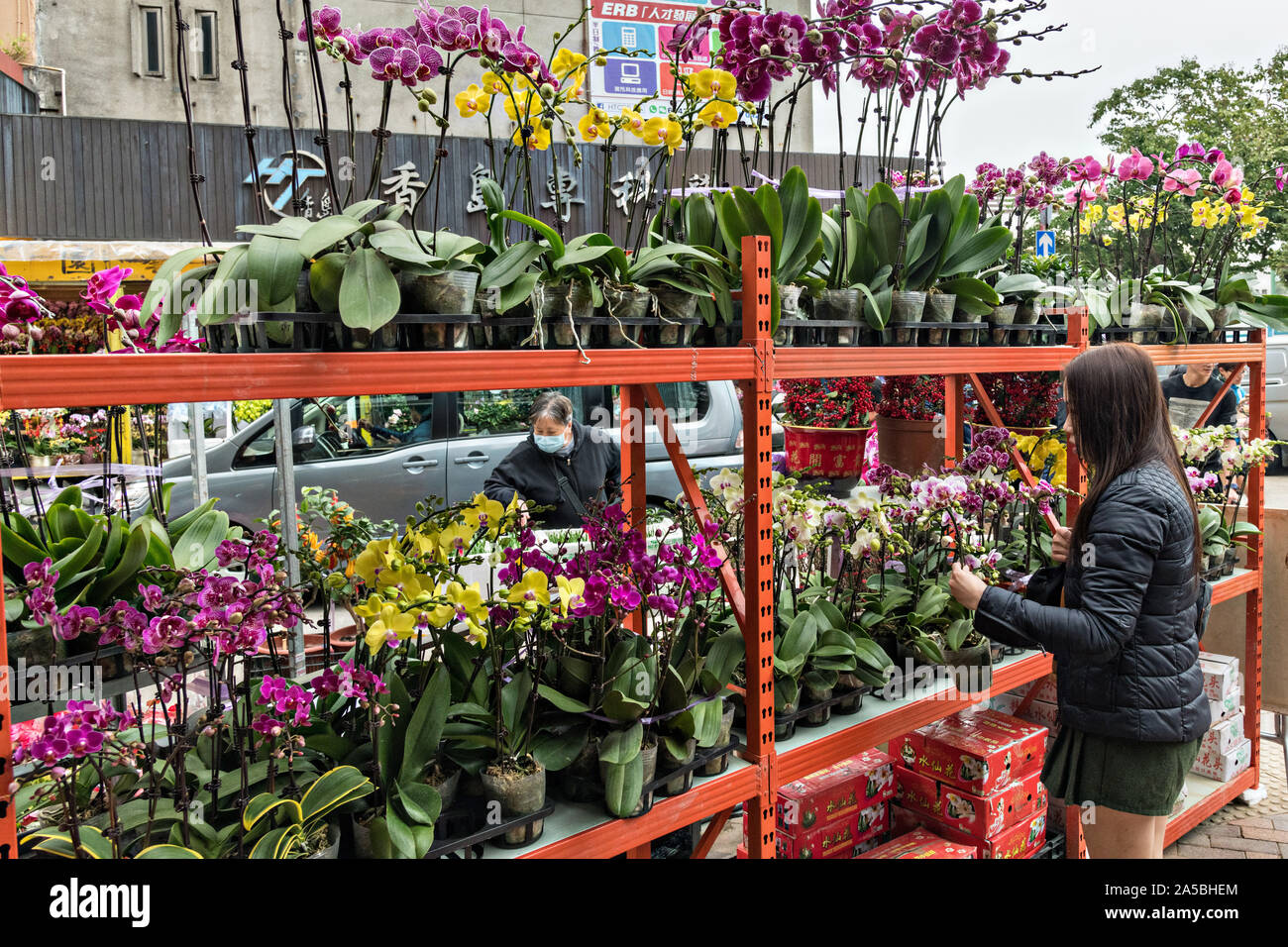 Exotic orchids on display at the Mong Kok Flower Market of Kowloon ...