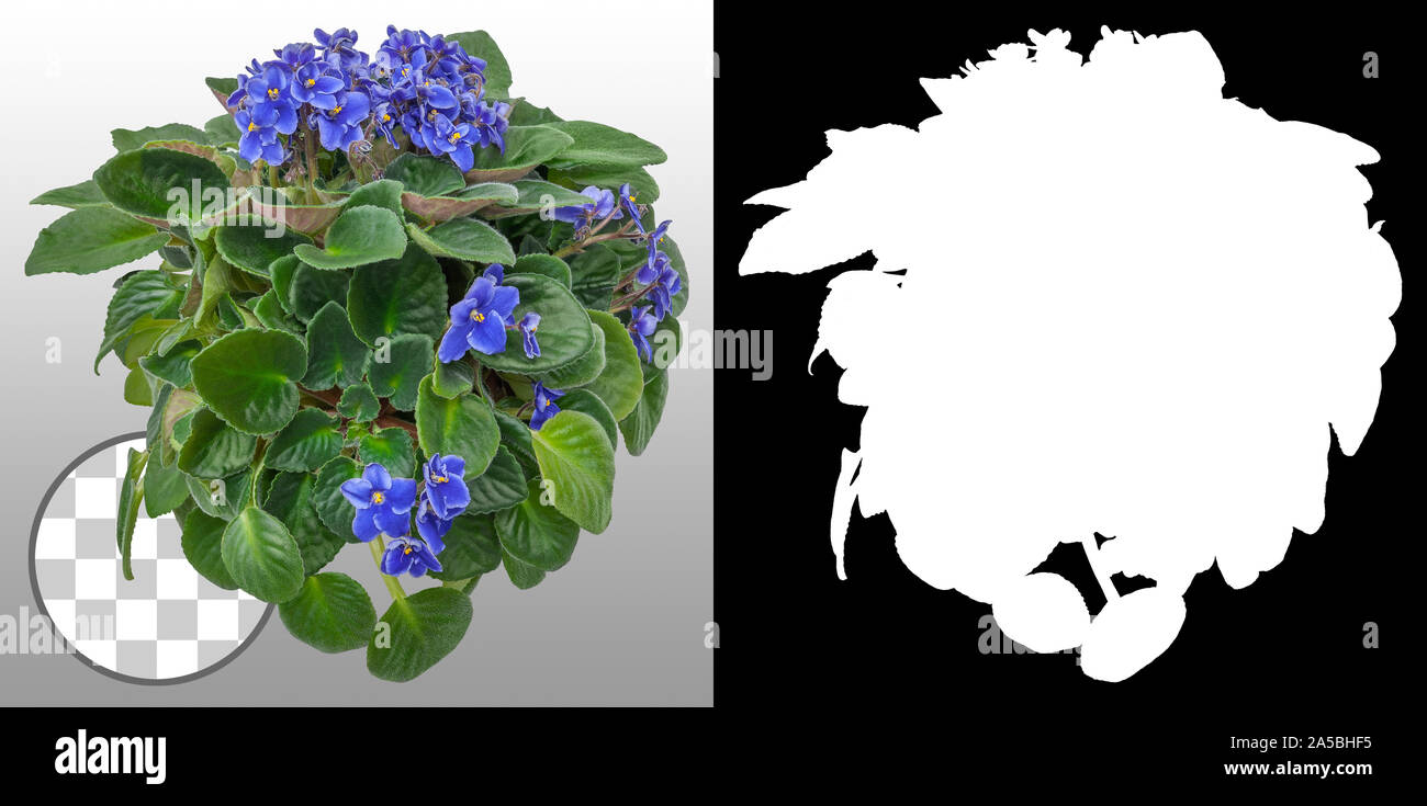 Blue flower cut out hi-res stock photography and images - Alamy