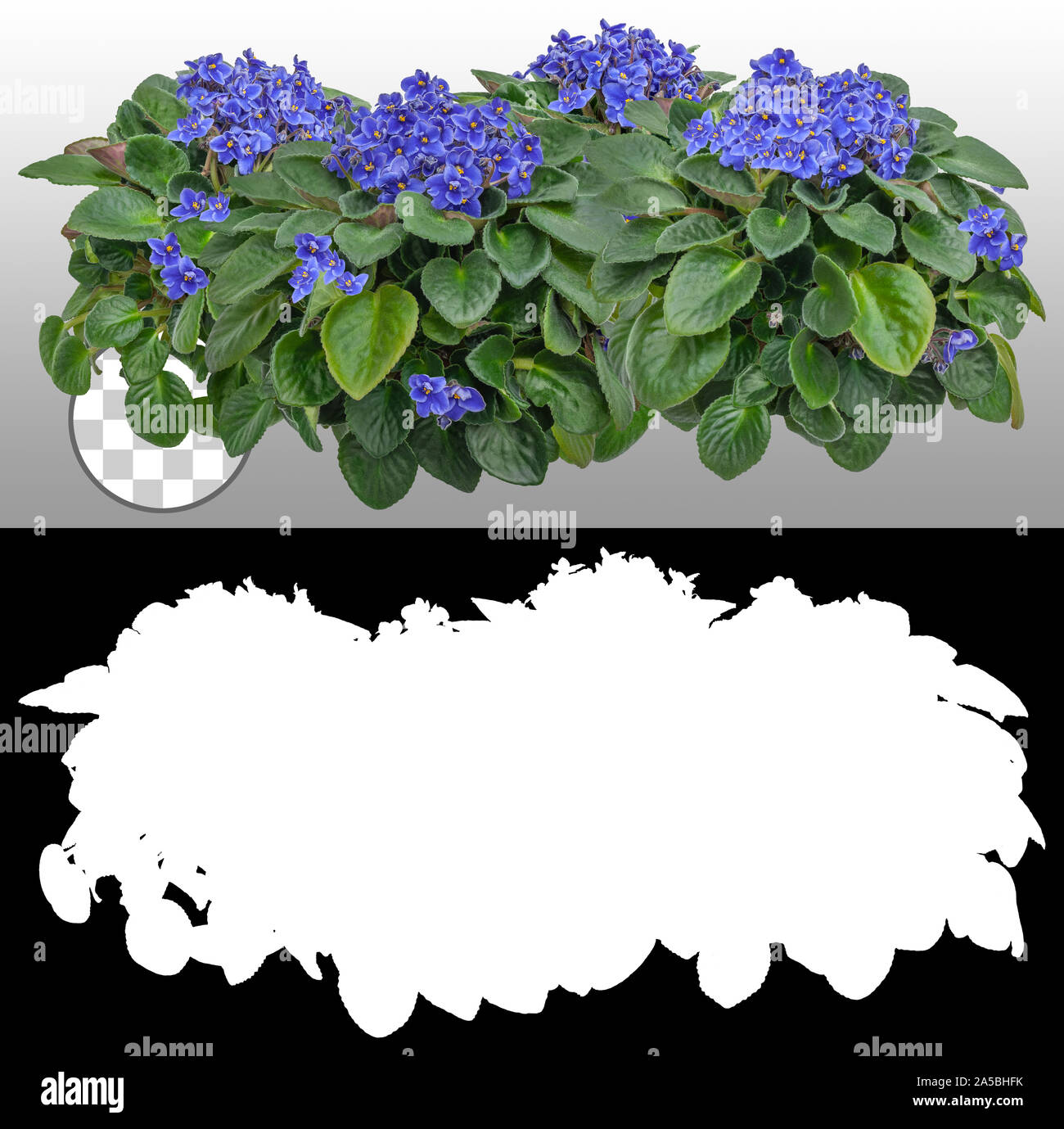 Pink flower png hi-res stock photography and images - Alamy