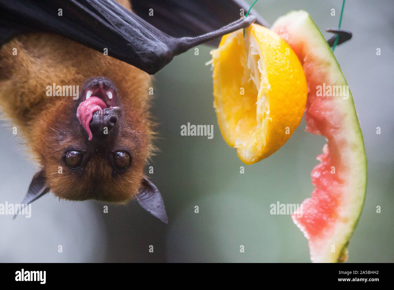Fruit Bat Also Known As Flying Fox Hanging Upside And Down Eating Juicy Orange And Watermelon
