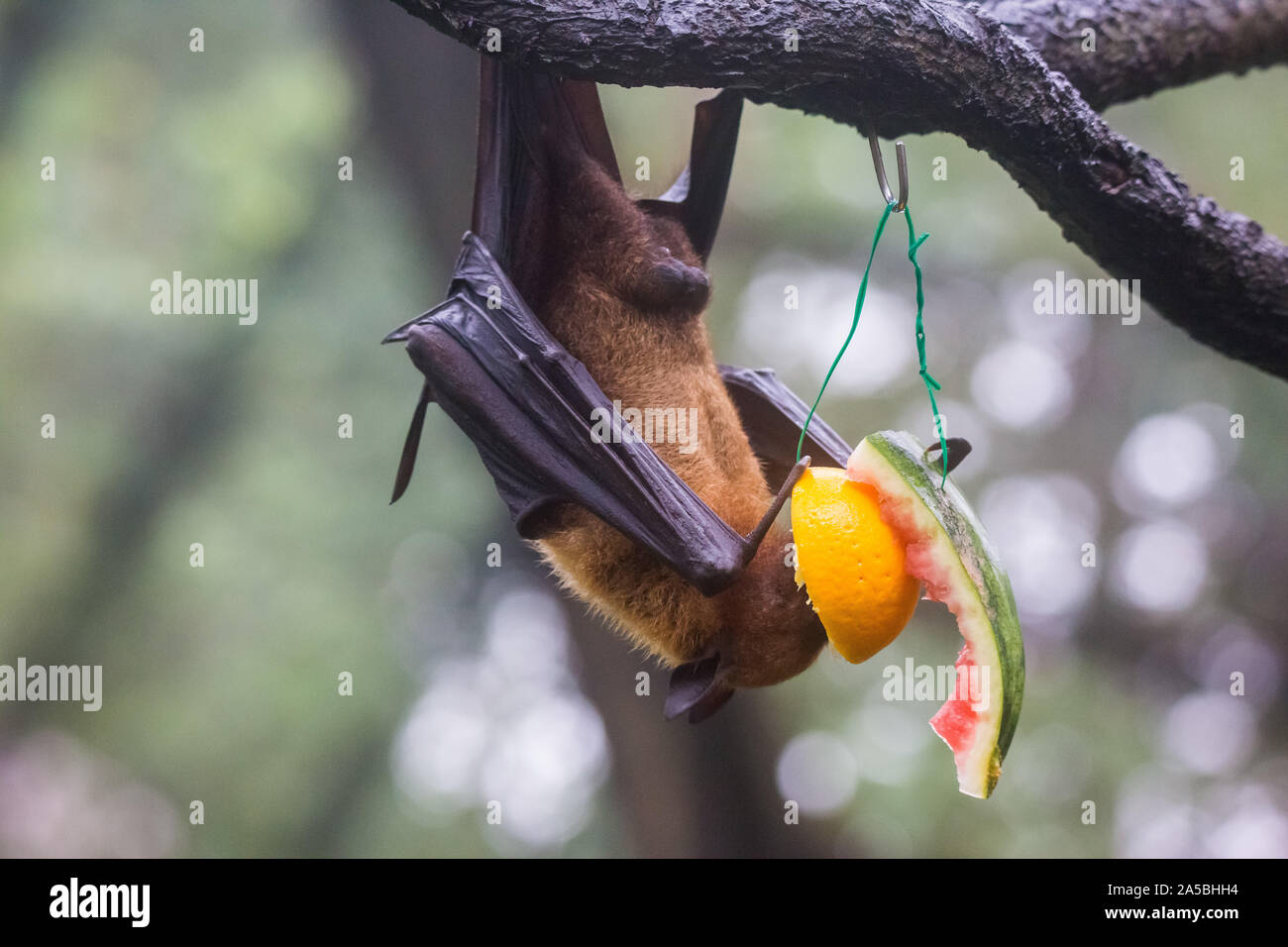 Fruit bat also known as flying fox hanging upside and down eating juicy ...