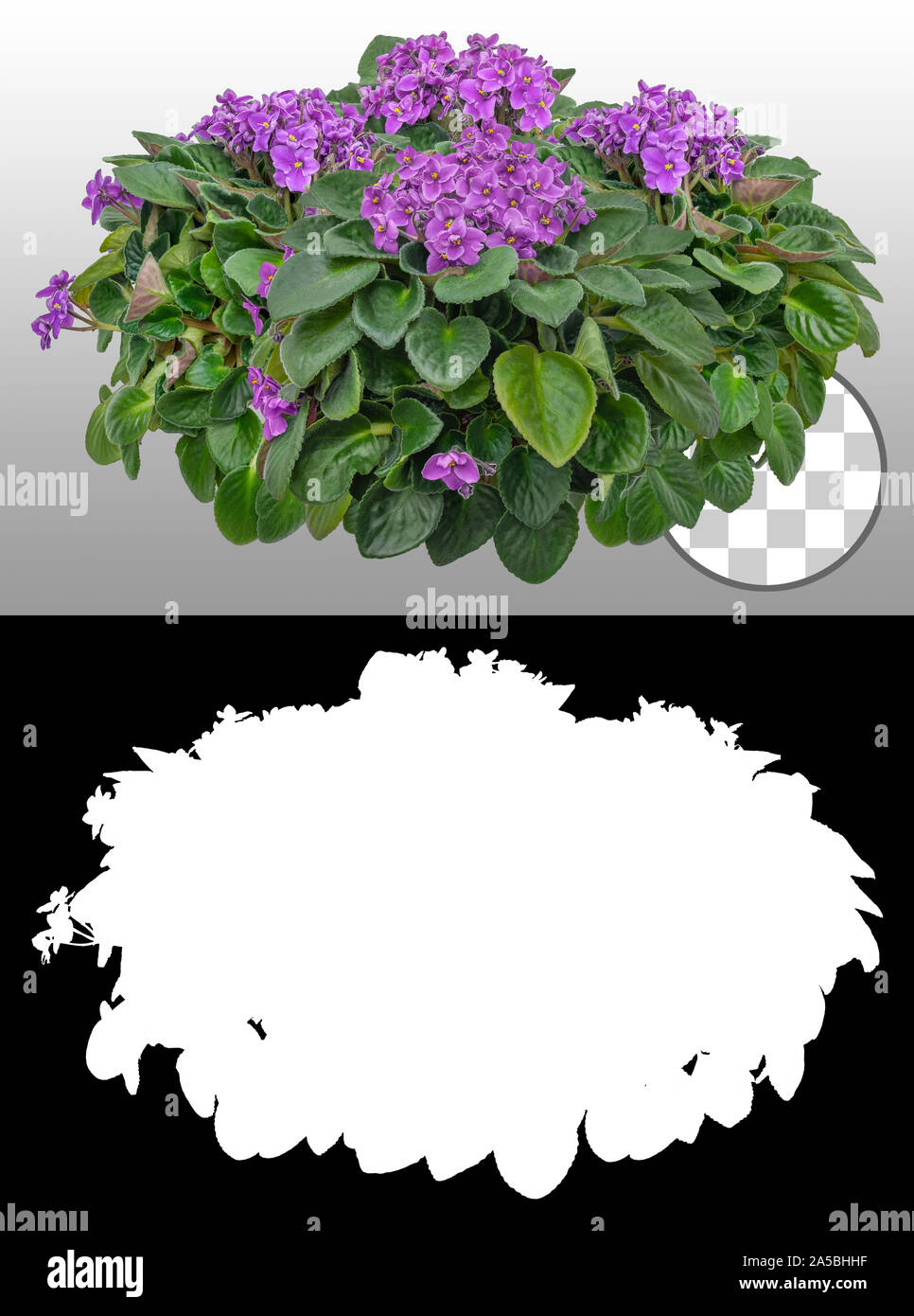 Africa violet. Cut out flowerbed. Pink flowers isolated on transparent ...