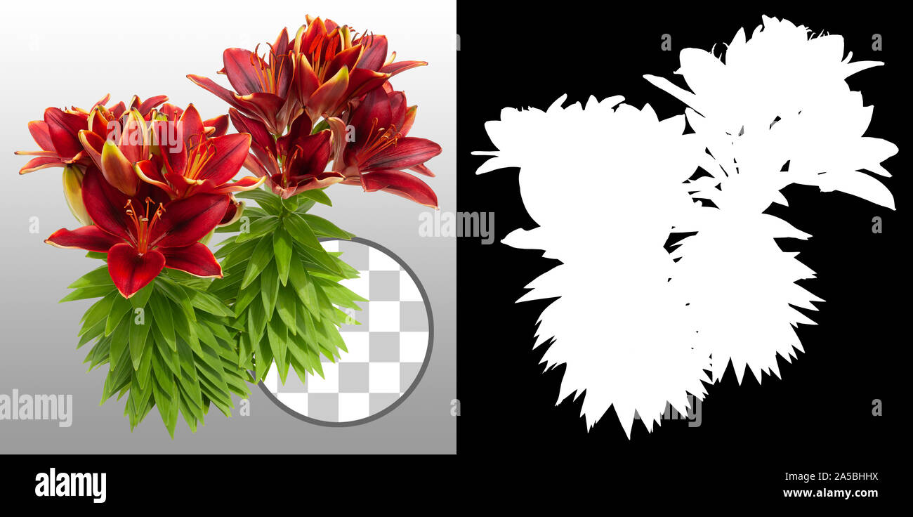 Lily flower. Cut out red flower isolated on transparent background via ...