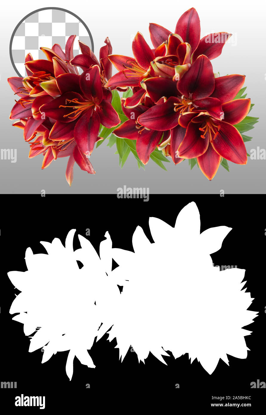 Lily flower. Cut out red flower isolated on transparent background via ...
