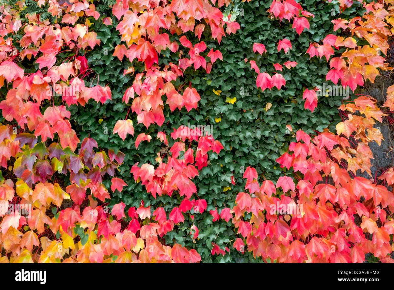 Leaves turn red hi-res stock photography and images - Alamy