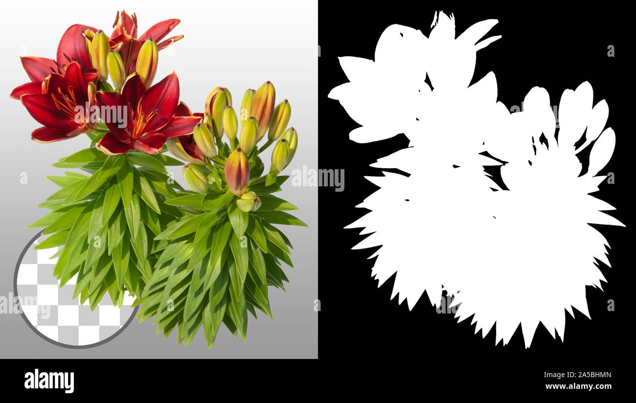 Lily flower. Cut out red flower isolated on transparent background via ...