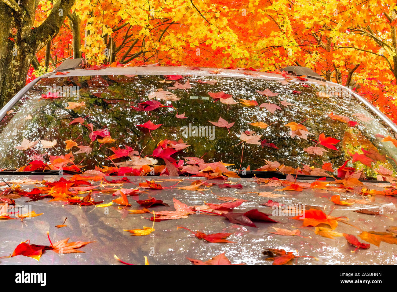 Drops on car hi-res stock photography and images - Alamy